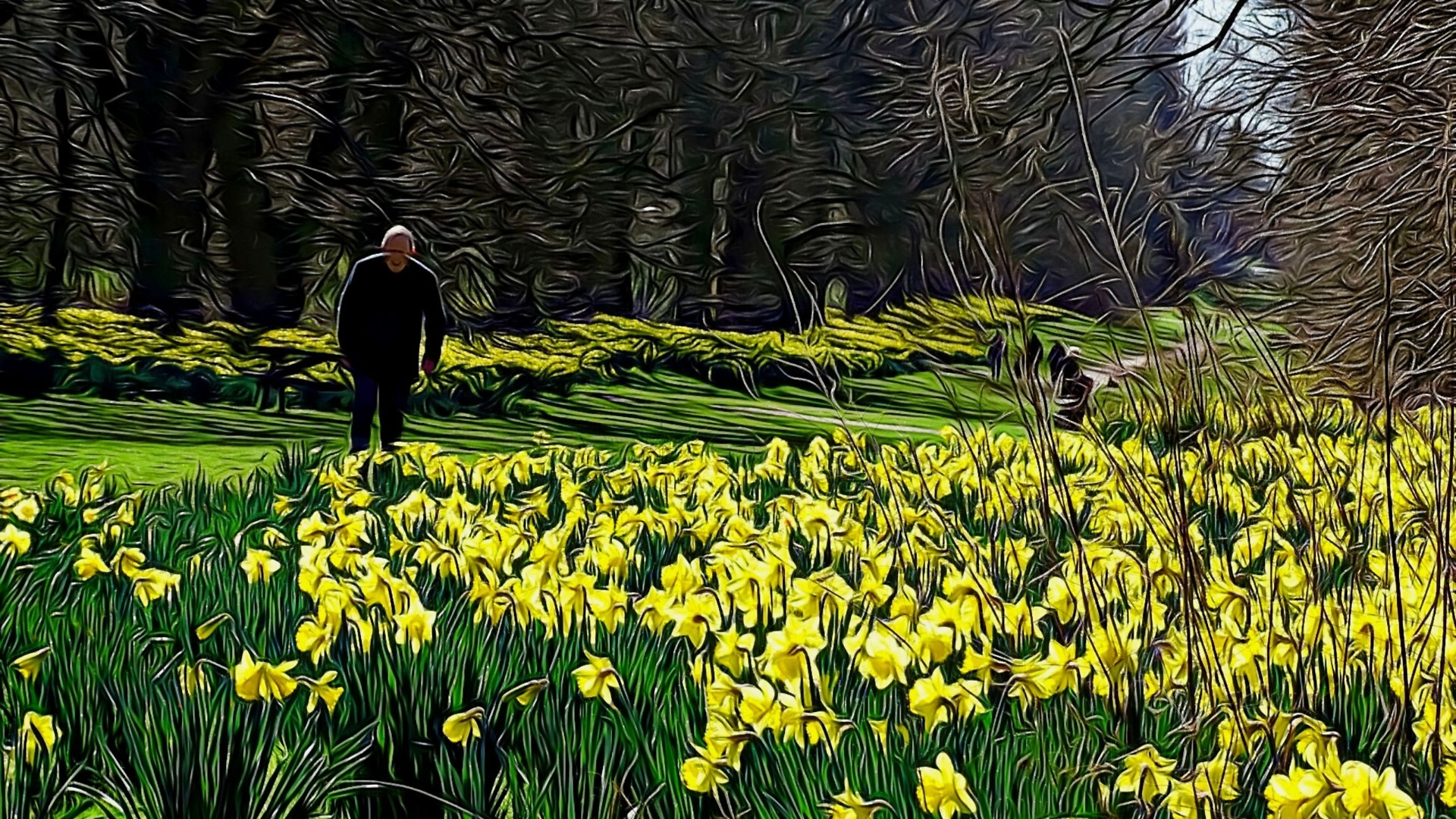 The Daffodils in Nowton Park – eXplore Bury St Edmunds!